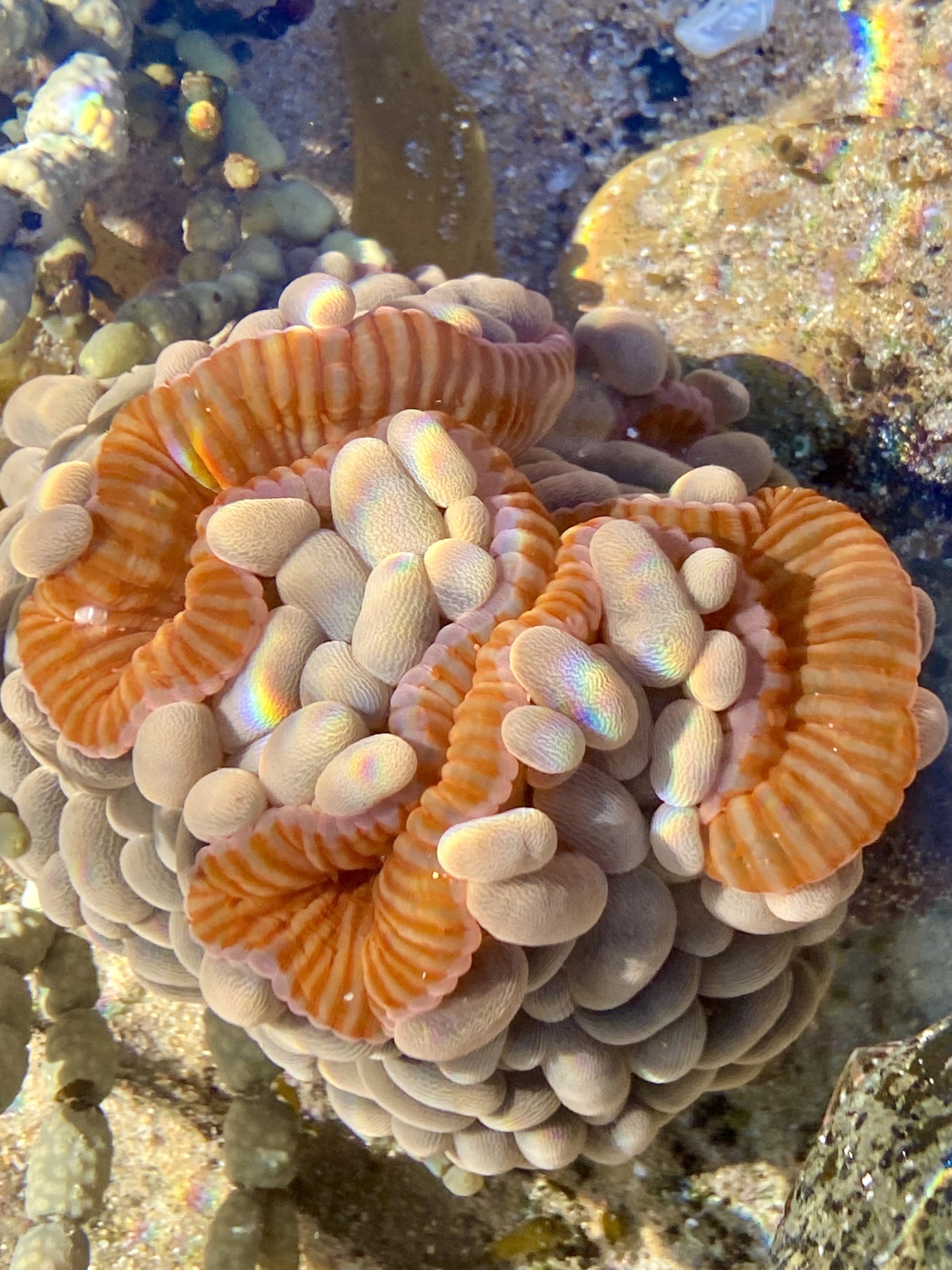WTF Wednesday: Swimming Anemone - Backyard Zoology