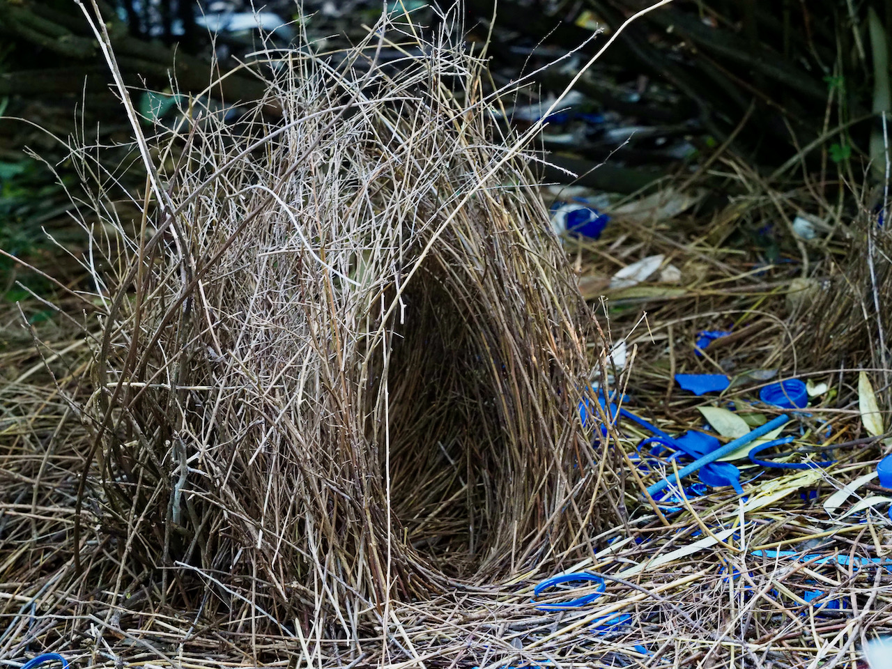 The lockdown blues: Satin Bowerbird - Backyard Zoology