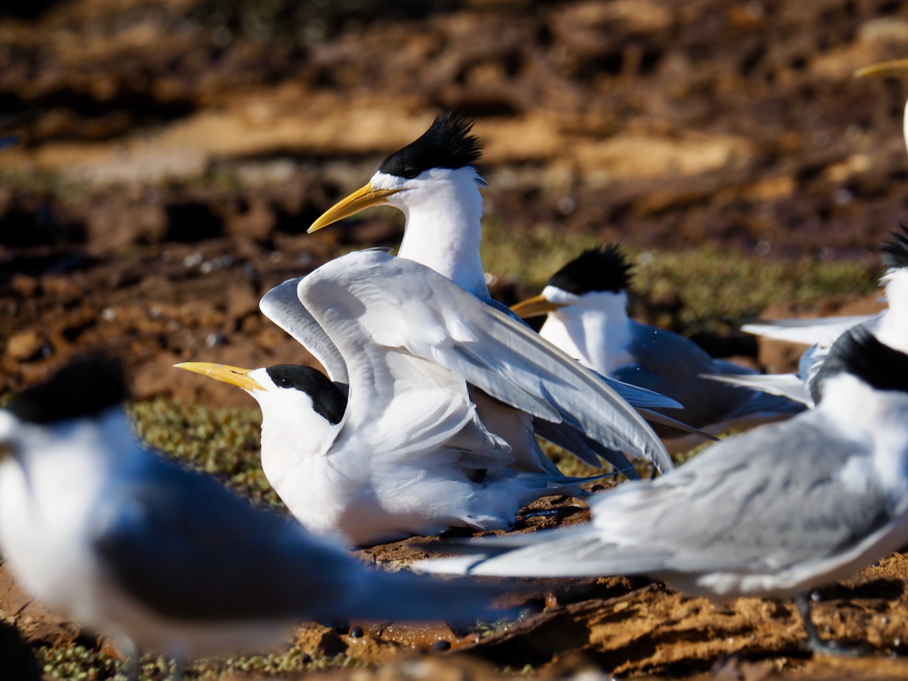 Welcome to the Club: Crested Terns - Backyard Zoology